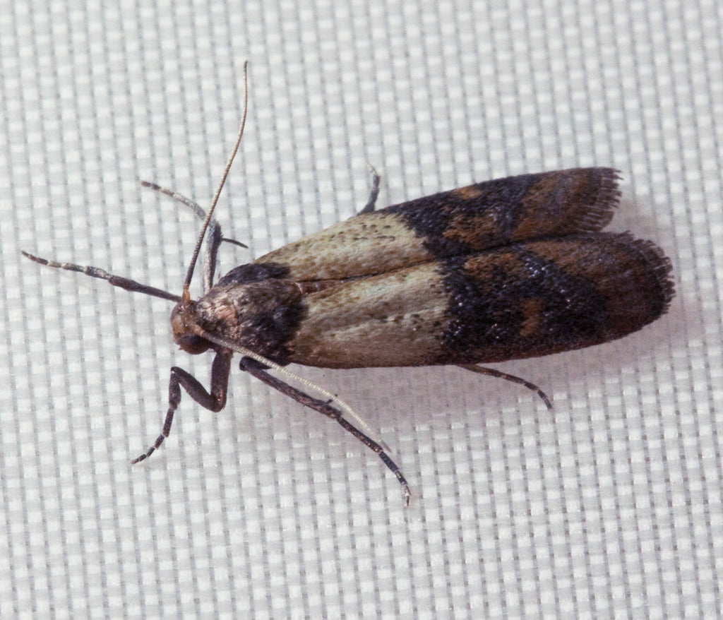 Almond Moth