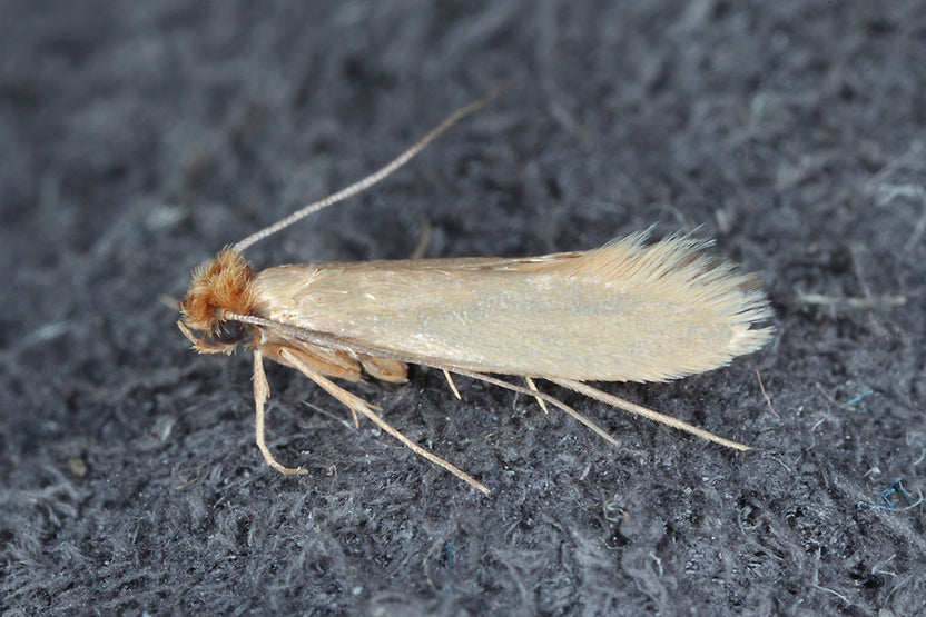 How To Get Rid Of Moths In A Car