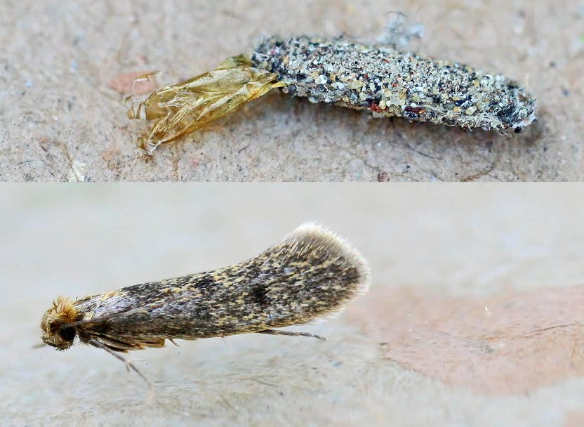 House Moth Identification