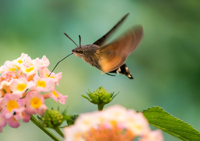 15 Types of Moths a Homeowner Should Know