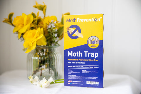 How to Get Rid of Moths and Prevent Them in Your Home