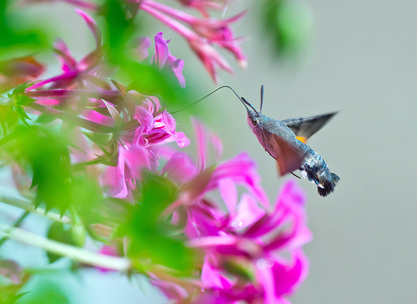 How to Catch a Moth - The Guide to Moth Trapping