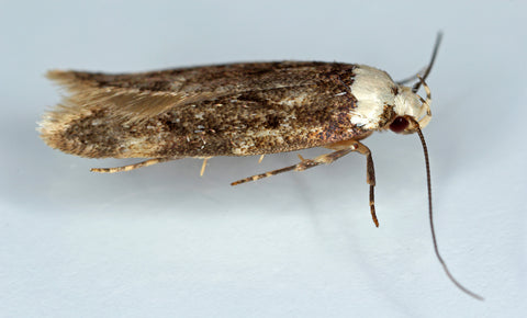 Why Are There Little Moths In My House