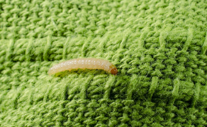 How to Stop Clothes Moth Larvae in Your Home: 8 Steps for Success