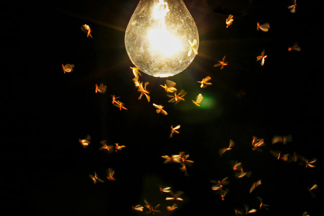 Are Moths Attracted to Light and UV Light?