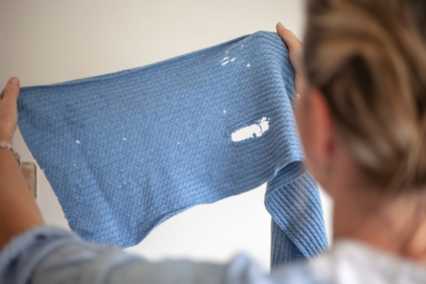 All You Need to Know About the Moth Life Cycle of Clothes and Carpet M