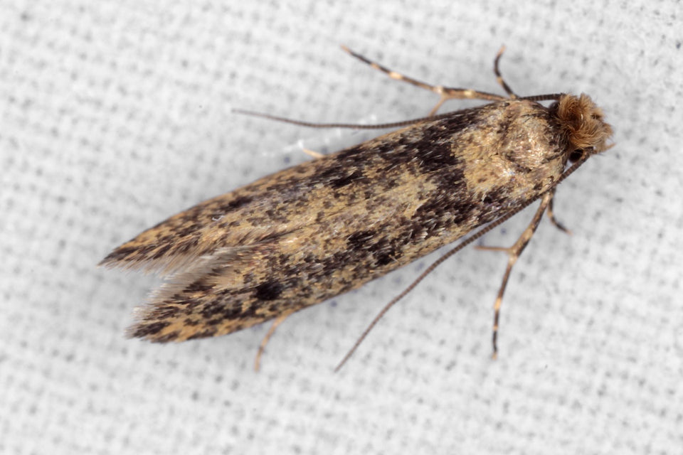 The Moths That Eat Everything: Protecting Your Food and Fabric